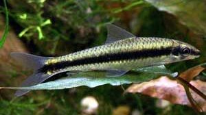 Sucker Fish Wholesale Exporter