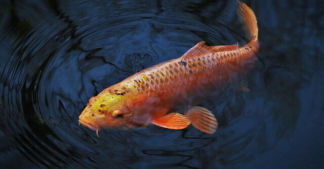 Koi Carp Wholesale Exporter