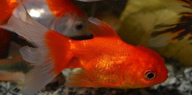 Fancy Goldfish Wholesale Exporter