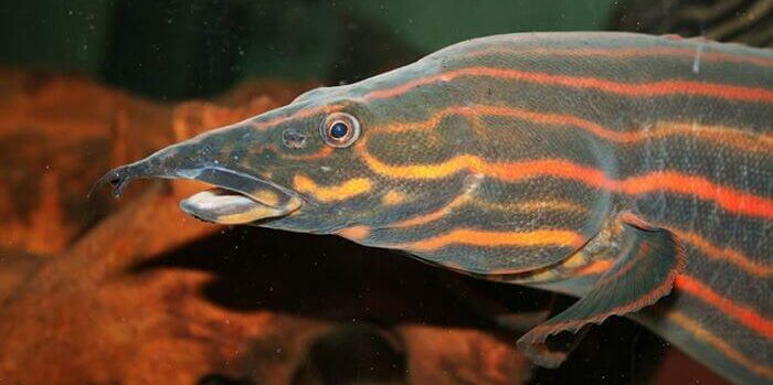 Freshwater Eels Wholesale Exporter