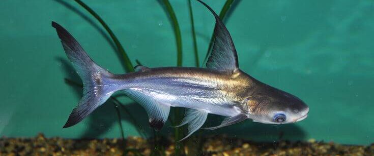Aquarium Sharks Wholesale Exporter