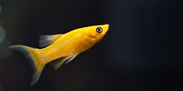 Livebearer Fish Wholesale Exporter