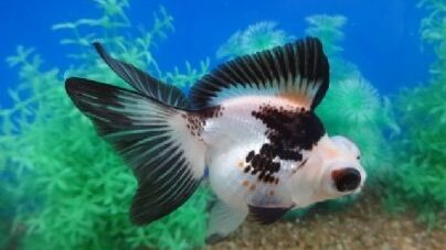 Fancy Goldfish Wholesale Exporter