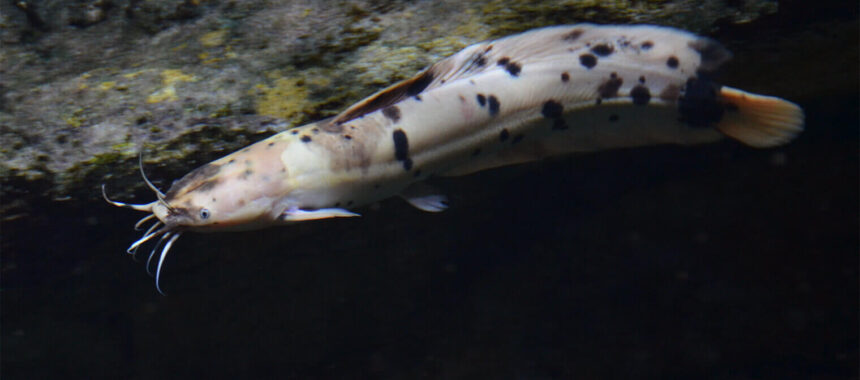 Freshwater Catfish Wholesale Exporter